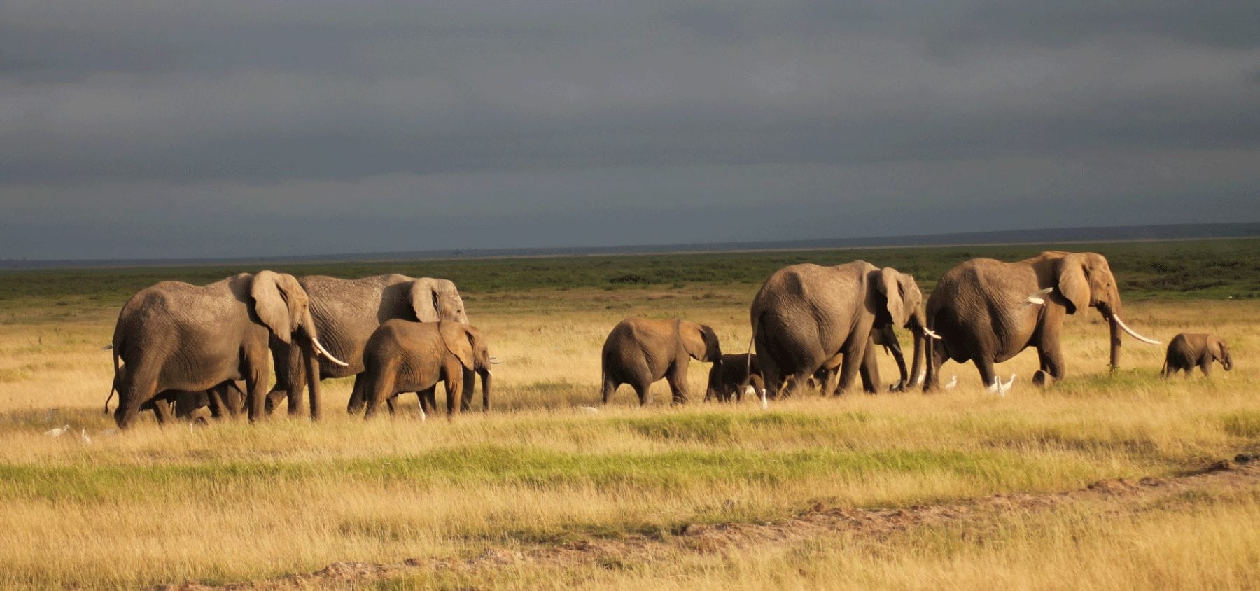 African Quest Safaris: Handcrafted Experiences | Luxury Travel