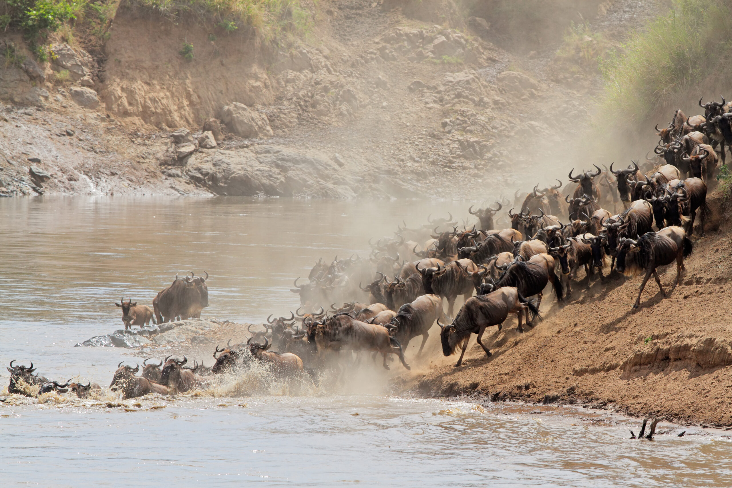 African Quest Safaris | Kenya Migration and More 7Days